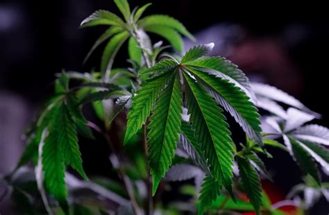 How Does Weed Affect Testosterone Smoke And Poke