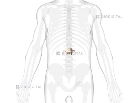 Second Lumbar Vertebra Biodigital Anatomy