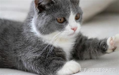 亲身经历：猫咪“绝育”后，变化不止一点点 知乎
