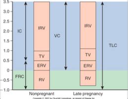 Maternal Fetal Physiology Flashcards Quizlet