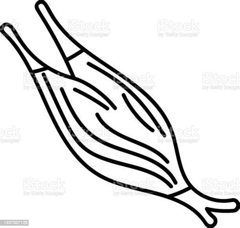 골격근 조직 개념 근육 세포 벡터 개요 아이콘 디자인 장기 시스템 기호 인체 해부학 기호 인체 부위 스톡 일러스트레이션 과학에 대한 스톡 벡터 아트 및 기타 이미지 Istock