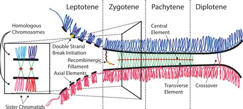 What Is The Difference Between Diplotene And Diakinesis Compare The