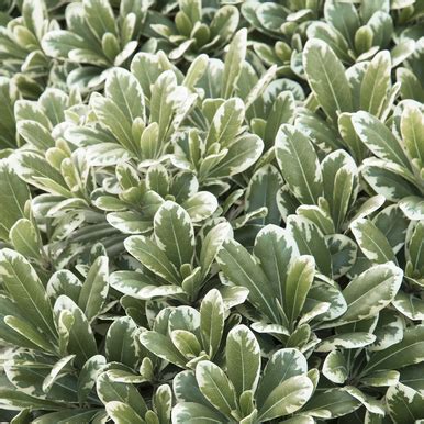 Cream De Mint Dwarf Pittosporum 1 Gallon Grange Co Op