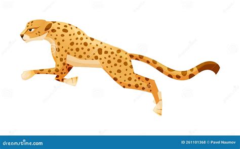Jumping Cheetah As African Large Cat With Long Tail And Black Spots On