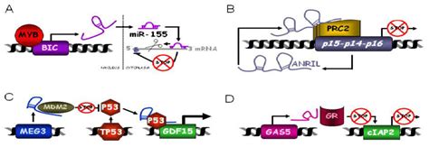 Schematic Representation Of The Function Of Lncrnas Deregulated In