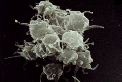 Platelets On The Web