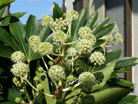 ヤツデ八手の花 2017年11月9日木 peaの植物図鑑