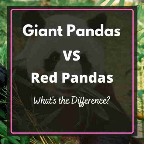 Giant Pandas Vs Red Pandas 5 Main Differences Bestofpanda