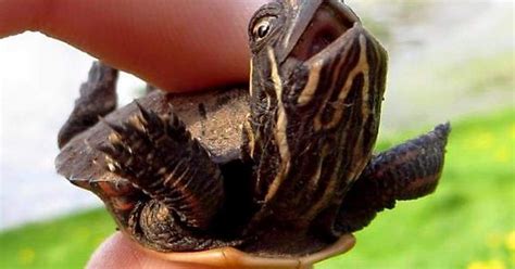 Zero Fucks Given Imgur Zero Fucks Given Imgur