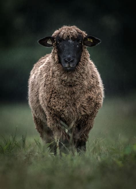 Dan Routh Photography Sheep