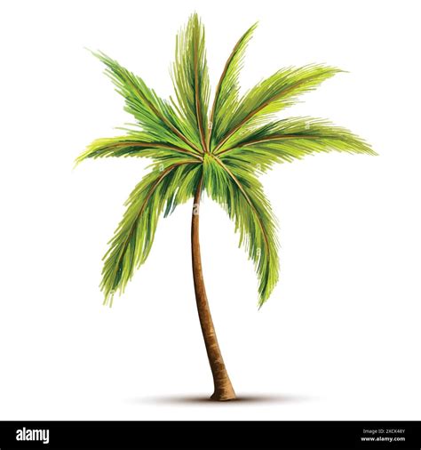 Beautiful Green Coconut Tree Leaf Design Stock Vector Image And Art Alamy