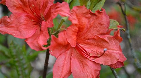 35 Different Types Of Flowering Azalea Varieties