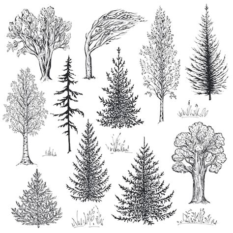Premium Vector Vector Collection Of Hand Drawn Trees In Sketch Style