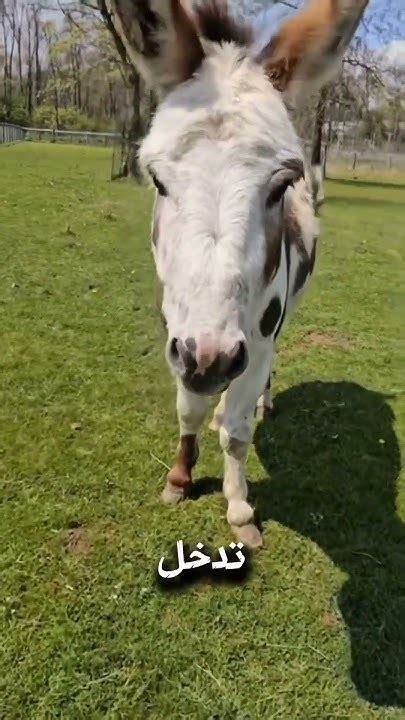 كاد هذا الحمار ان يقضي على الماعز دون قصد 😱🤯😂 Explore Shorts حقائق