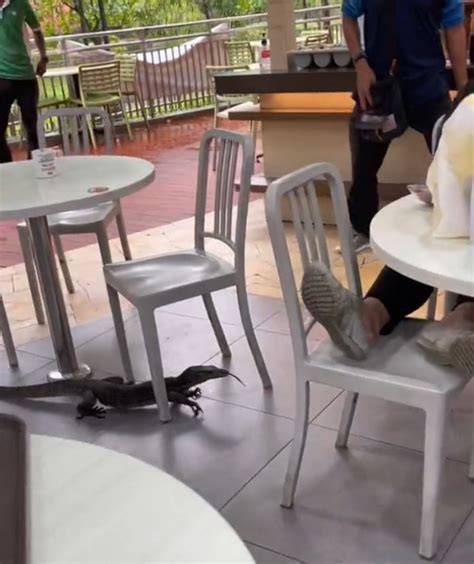Monitor Lizard Crawls Into Punggol Kopitiam Customer Scrambles Onto