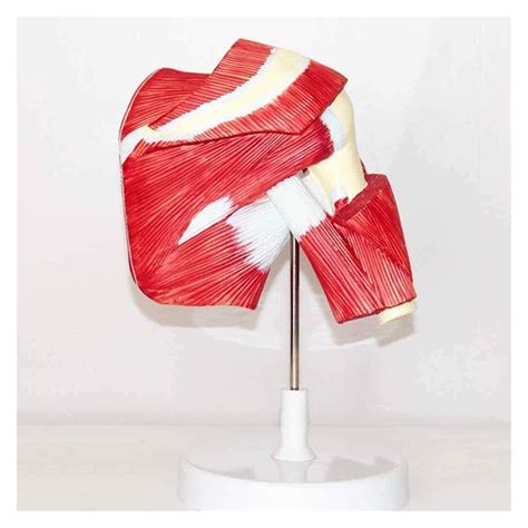 Buy Anatomy Model Anatomy Human Shoulder Joint Model With Ligament