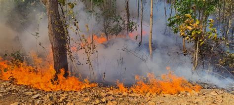 Fire In Forest জঙ্গলে ঝরা পাতায় আগুন পশ্চিম মেদিনীপুরের বিভিন্ন এলাকায় নেভাতে হিমশিম বন দফতর