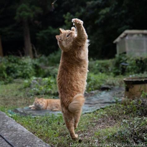 Главная прикольные посты смешные картинки мемы и гифки на Safereactor 36059