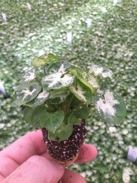 Syngonium Podophyllum Mini Pixie Trees To Plant House Plants