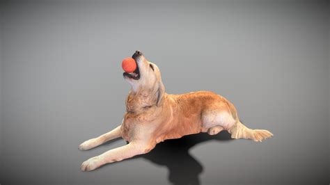 Golden Retriever Dog Playing With Toy 30 Buy Royalty Free 3d Model By