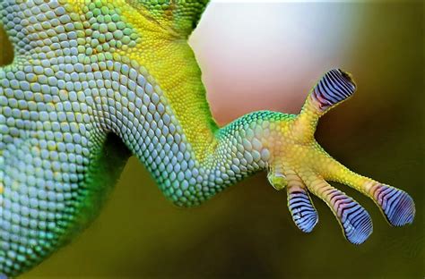 Geckos City