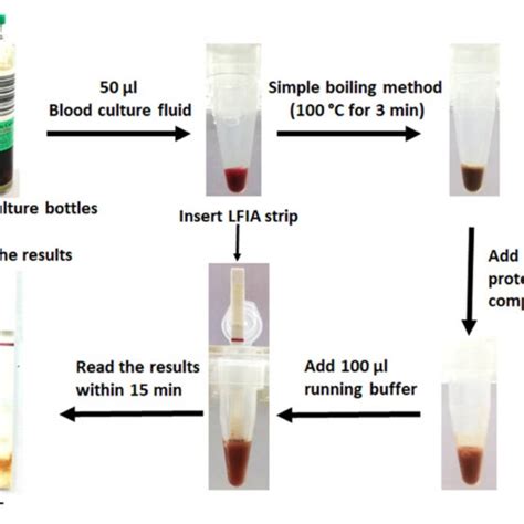 Pdf Development Of A Prototype Lateral Flow Immunoassay For Rapid Detection Of Staphylococcal
