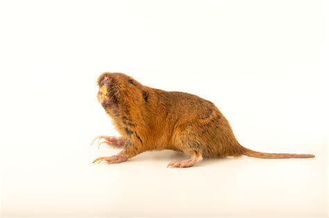 Bottas Pocket Gopher Thomomys Bottae Pervagus Joel Sartore