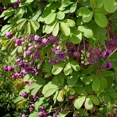 Five Leaved Akebia Chocolate Vine Akebia Quinata
