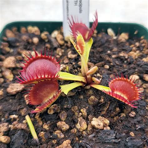 Venus Flytrap Rabbit Teeth Curry S Post Carnivores