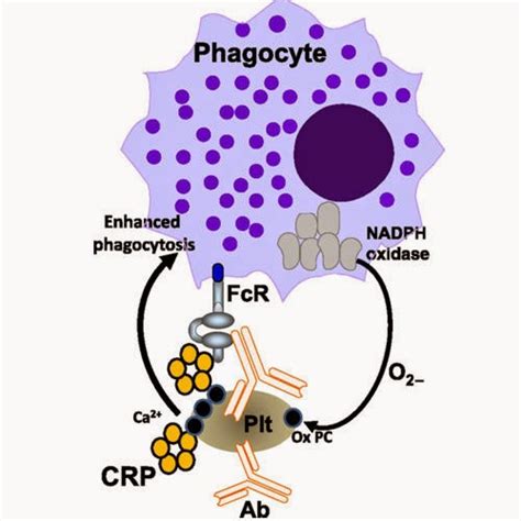 Medical Laboratory And Biomedical Science C Reactive Protein Boosts