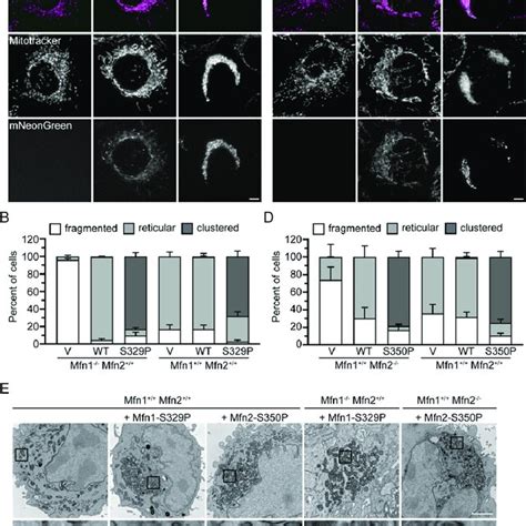 Structure Of Mfn1 A Ribbon Structure Of Mfn1 Im Dimer In The Open Download Scientific