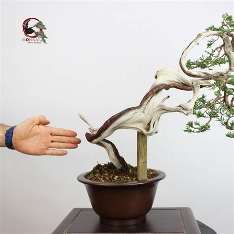 JunÍperus Sabina Santi MuÑoz Bonsai