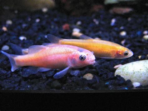 Fathead Minnow Facts Diet Habitat And Pictures On Animaliabio