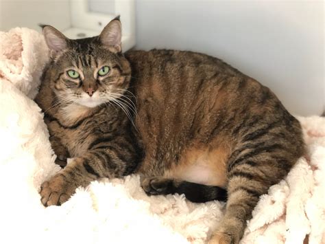 Will You Help Tiger Lily Find A Home On Cape Cod