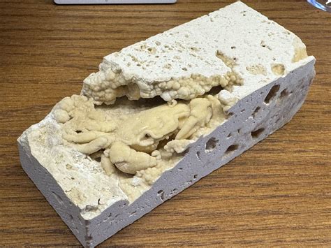 Fossils