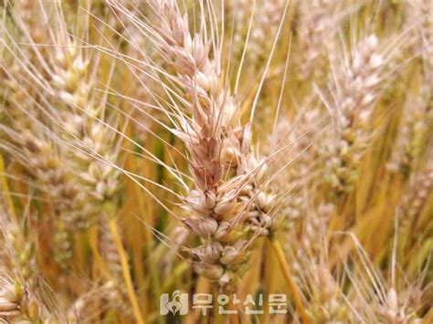 보리·밀 등 붉은곰팡이병 적기 방제 당부