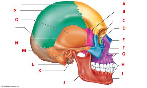 Unit 3 Human Skull Lateral View Diagram Quizlet