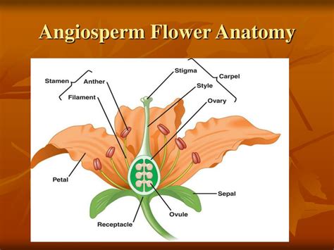 Diagram Of Angiosperm Flower A Typical Angiosperm Flower Con