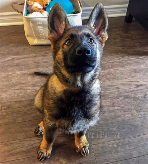 Jade The Sable Gsd Home Facebook