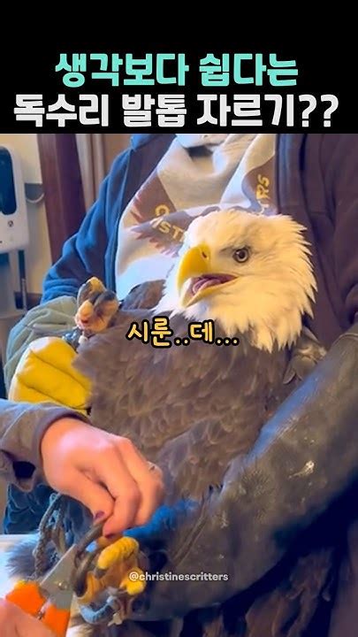 생각보다 쉽다는 독수리 발톱 자르기 Youtube