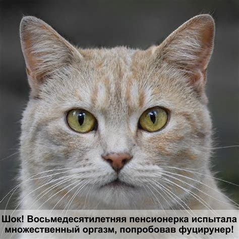 Шапка кошка с ушками hosted at ImgBB — ImgBB