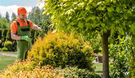 Ansi Tree Pruning Standards Timberland Tree Care