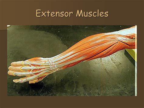 The Muscular System Biology 10 Bcc Ppt Download
