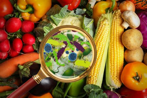 Alimentos Transgénicos Modificados ¿son Seguros