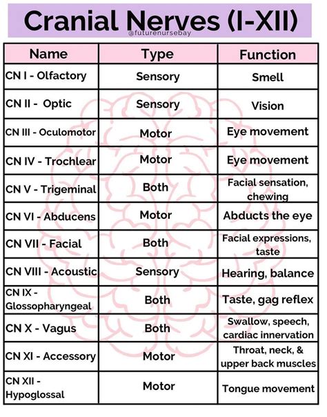 Cranial Nerves Functions Medizzy