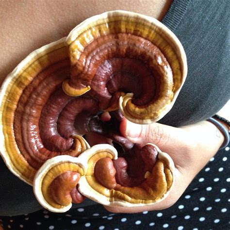 Reishi Mushroom Grow Kit Indoor Ganoderma Cultivation Lingzhi