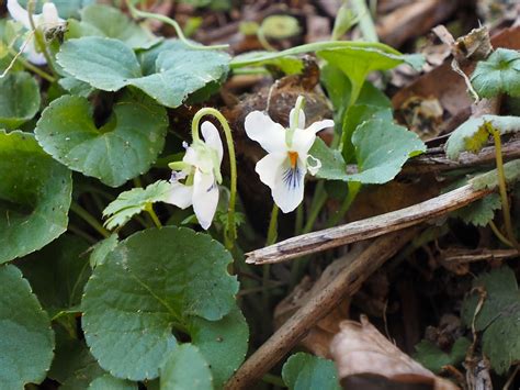 狭山丘陵の早春編3月上中旬 春いちばんに咲く植物里山の早春 所沢なび