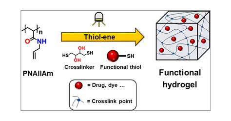 Polyn Allyl Acrylamide As A Reactive Platform Toward Functional