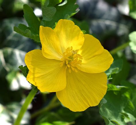 Celandine Poppy A Must Have For Your Garden Blog Embassy Landscape Group