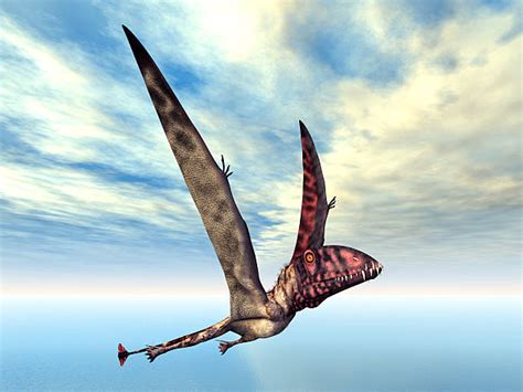 60 Fotos Bilder Und Lizenzfreie Bilder Zu Dimorphodon Istock